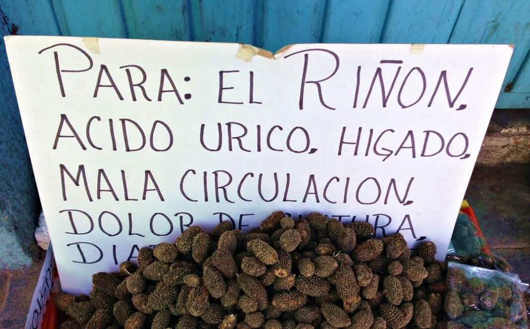 Y tienes en tu patio un árbol de caulote? Guásimo (Guazuma ulmifolia ...